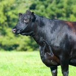 Home | Waco Beef & Pork Processors